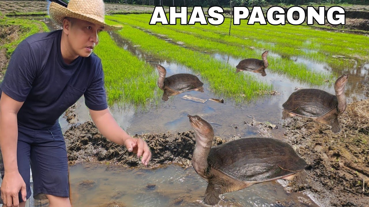 Walang ubos ahas pagong sa palayan Kailangan maalis para hindi masira ...