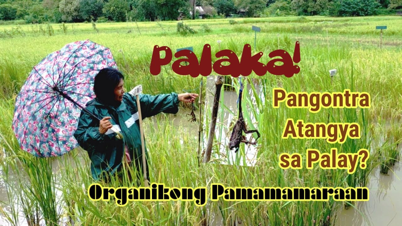 Palaka! Pangontra Atangya sa Palay?Organikong Pamamaraan - YouTube