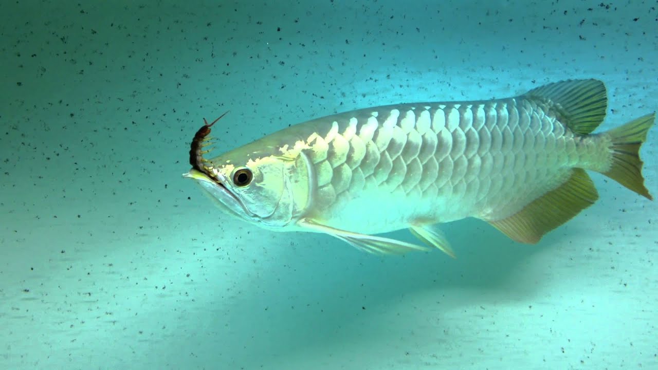 My dragon fish eating centipede very hot !! - YouTube