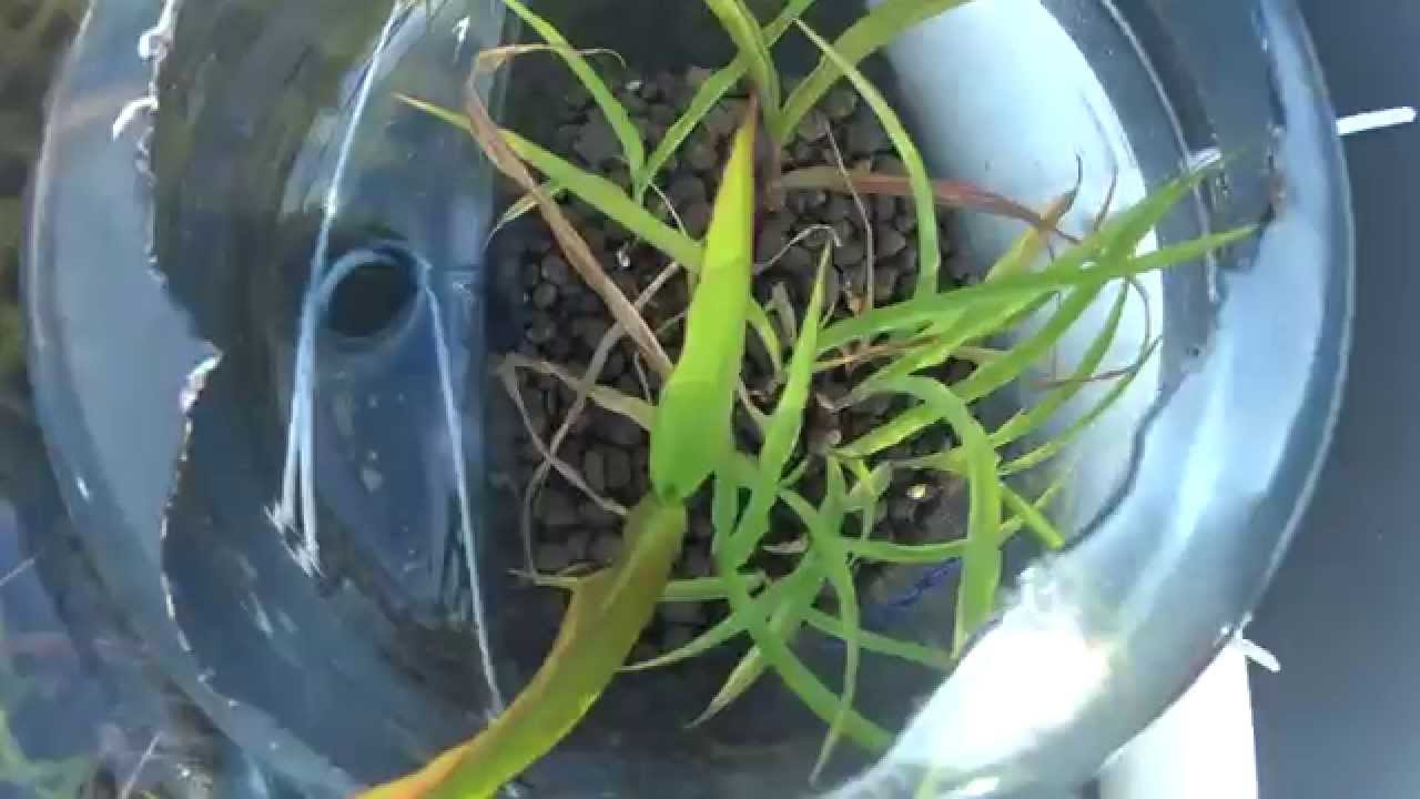 Hydroponic Corn on floating island - YouTube