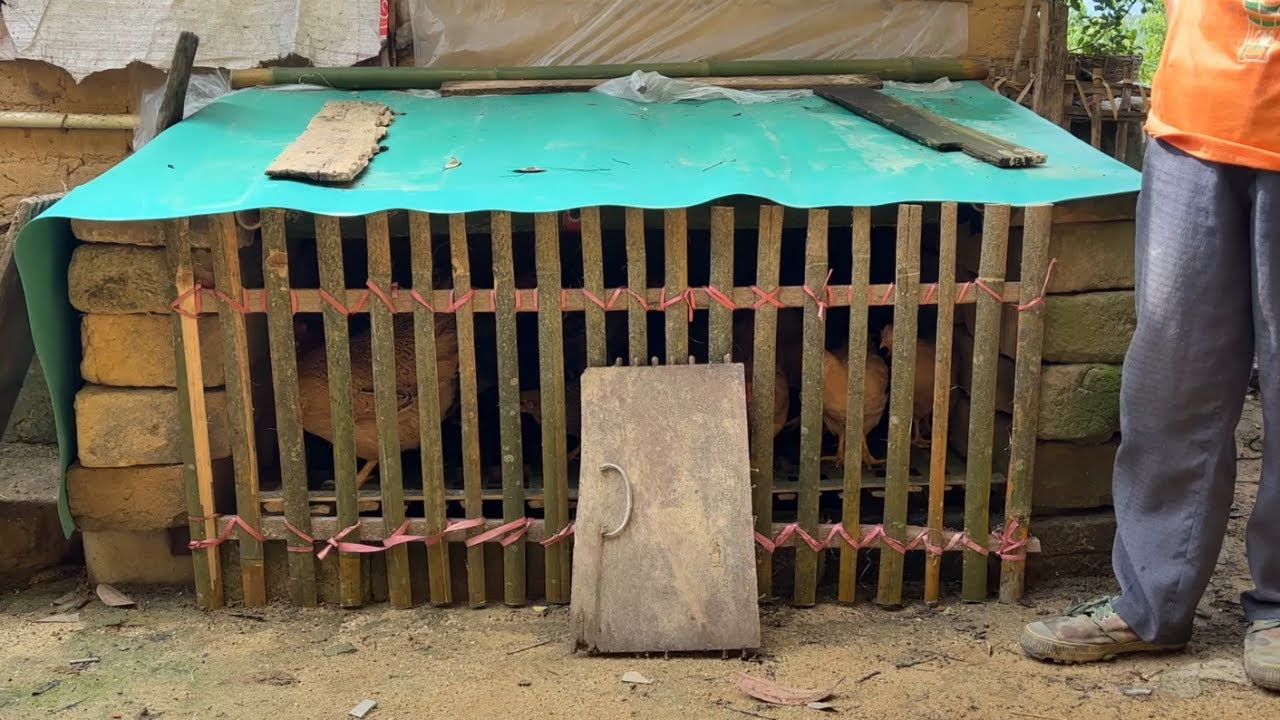 how to built a House for chicks - YouTube