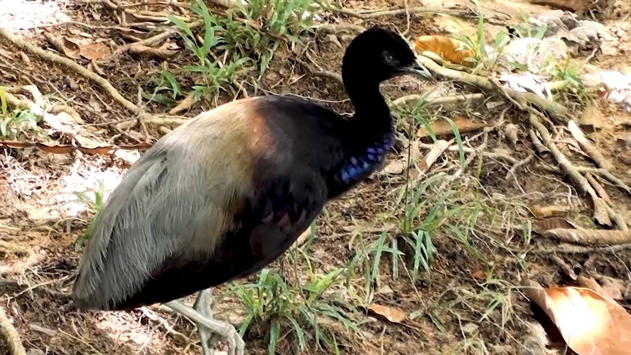 JACAMIM DE COSTAS CINZENTAS (PSOPHIA CREPITANS), GREY WINGED TRUMPETER ...