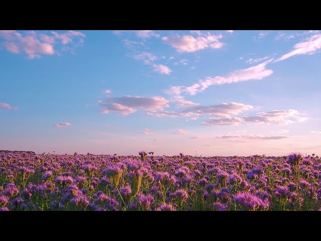 Flower Field Background