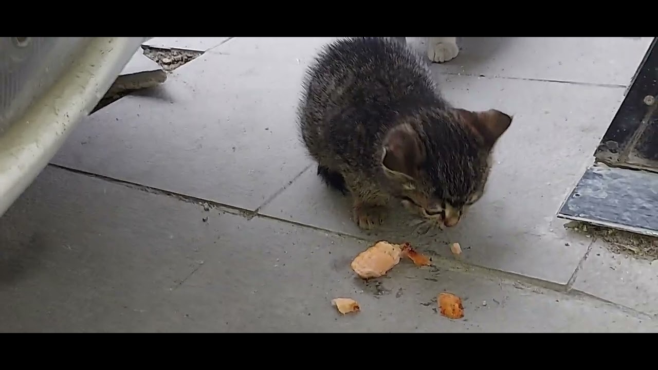 The kitten takes the chicken meat before its mother and begins to eat ...