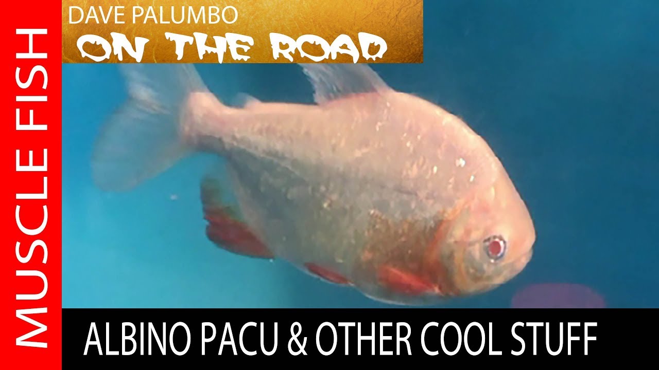 ALBINO PACU RETURN! Fantastic Fish & Aquarium Tour 2017 - YouTube