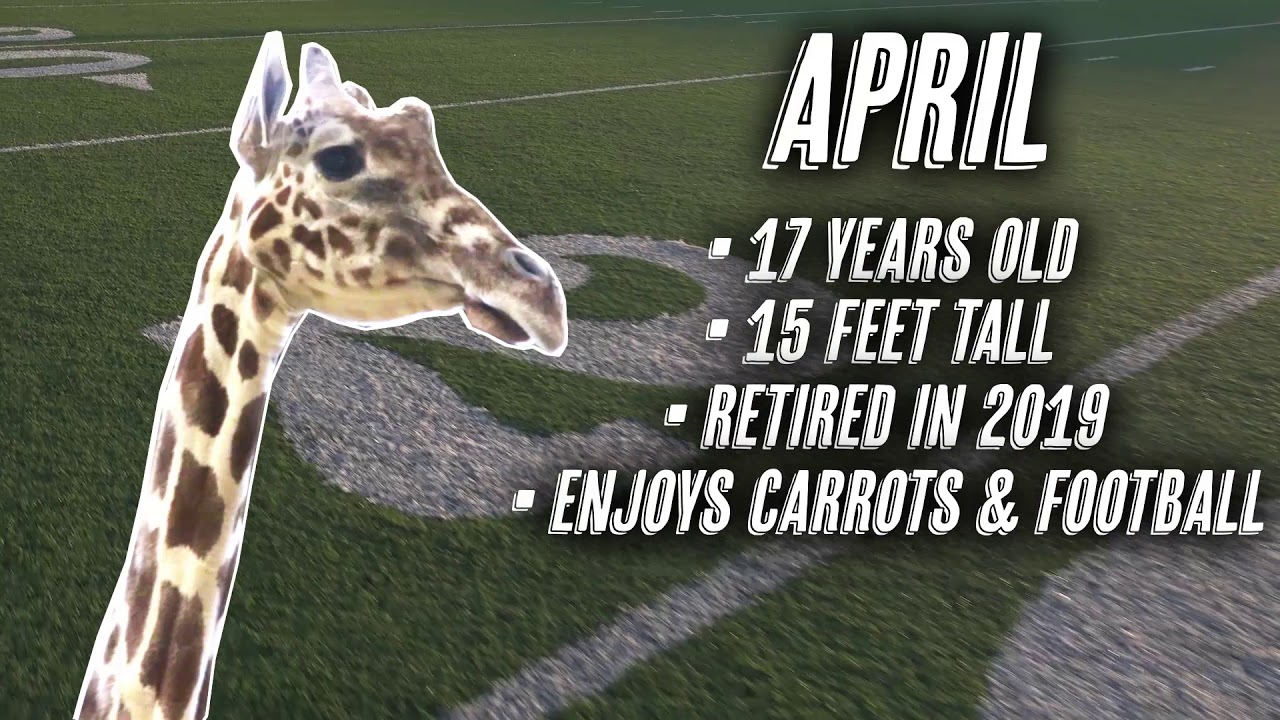 April the giraffe predicting the Super Bowl - YouTube