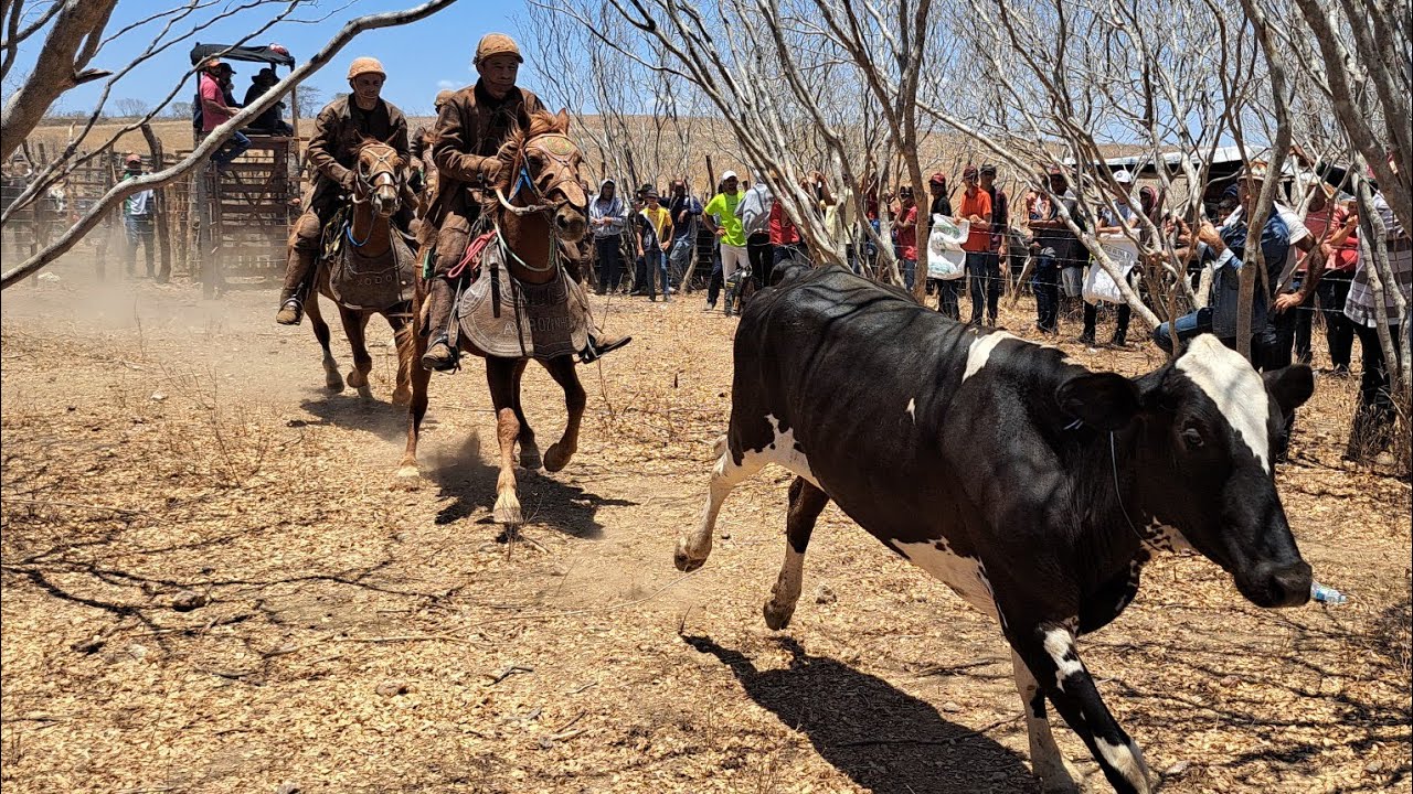 VAQUEJADA DE XIRINGA • MONTE ALEGRE 💥🌵 - YouTube