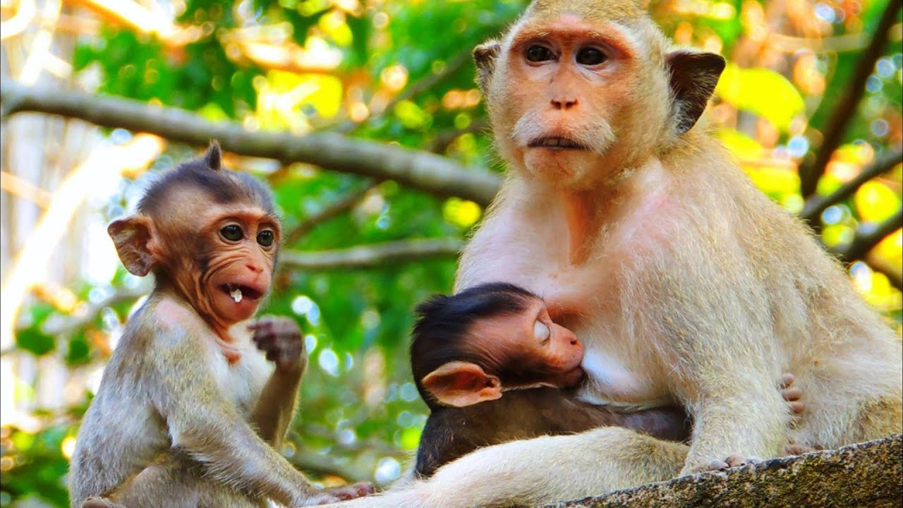 Special Visit, Big Baby Monkey Pays a Visit to the Little One ...
