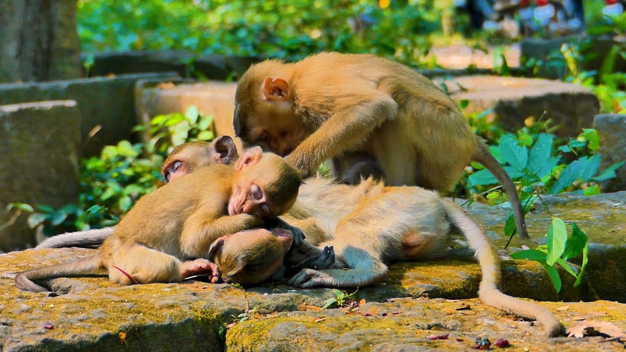 Baby Monkey Rainbow Was Updated This Morning In The Early Hours, And ...