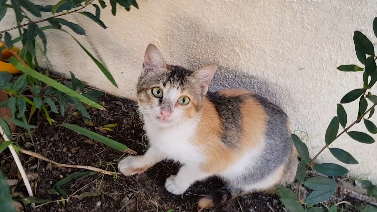 Finally i find my qt cat♥ - YouTube