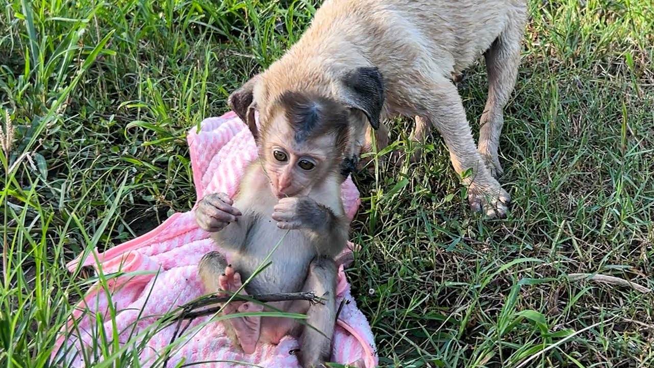 Poor little baby monkey Migel and Holly so lovely - YouTube