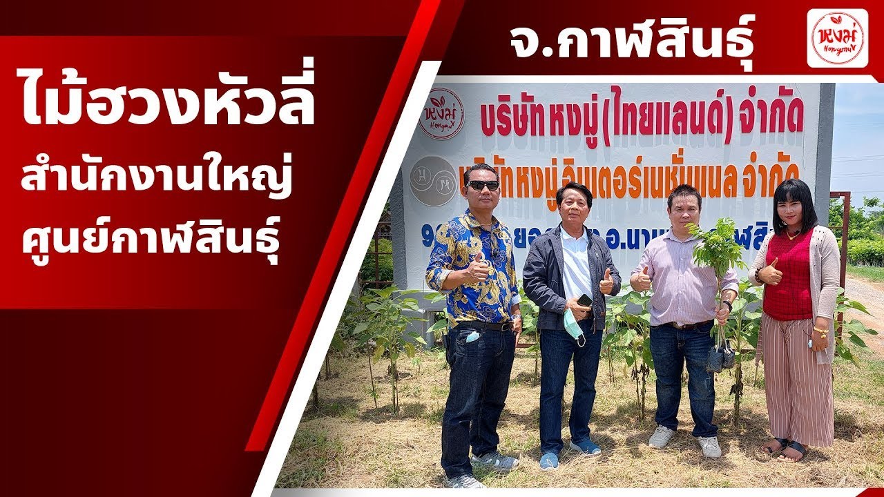 (Re-up) ไม้ฮวงหัวลี่ สำนักงานใหญ่ ศูนย์กาฬสินธุ์ - YouTube