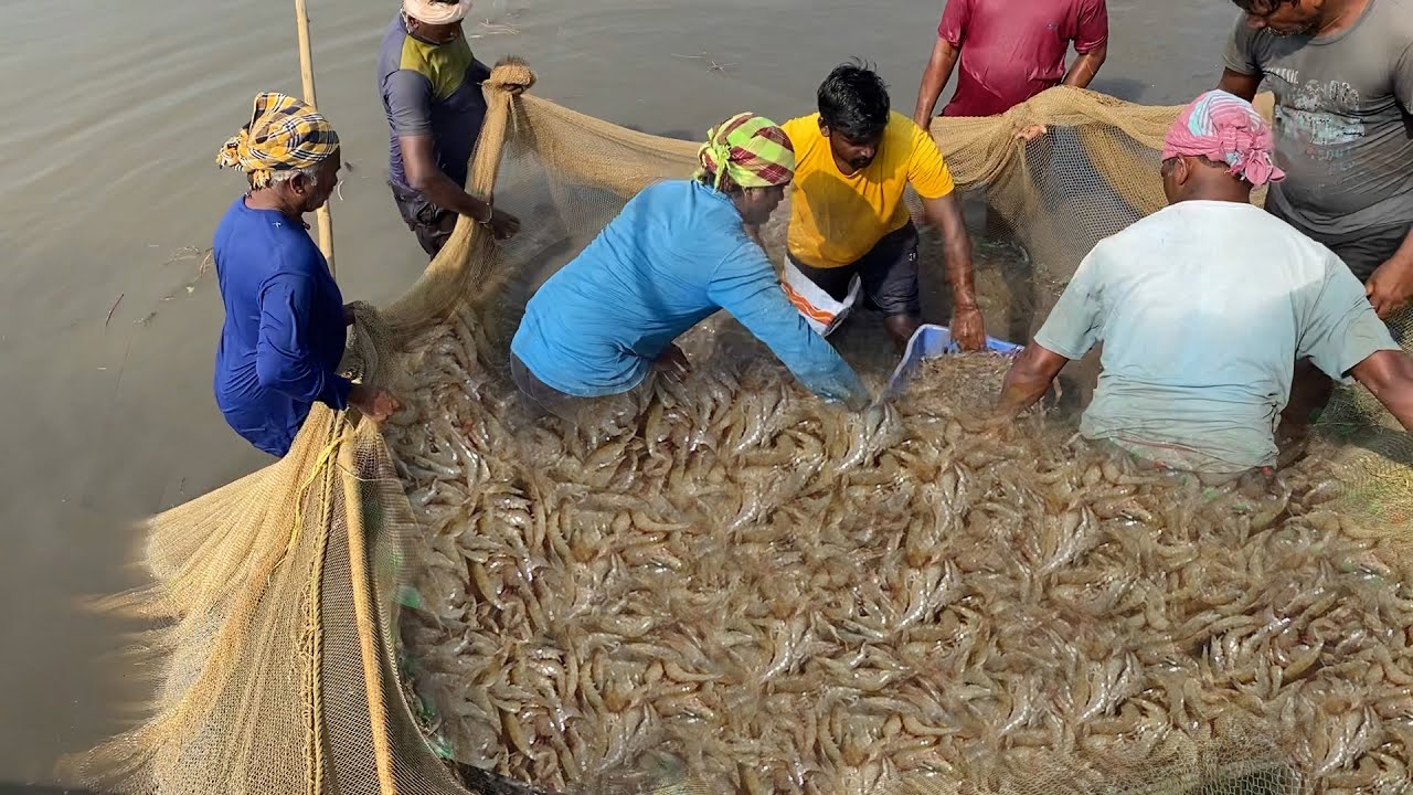 PRAWNS CATCHING AT POND🦐 🦞🦀 || LIVE PRAWNS || FISHING HARBOER || PRAWNS ...