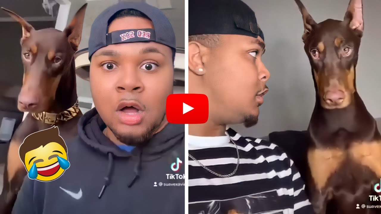 Best of Reaction Dog of Tiktok The knox Mr PAW🐶 - YouTube
