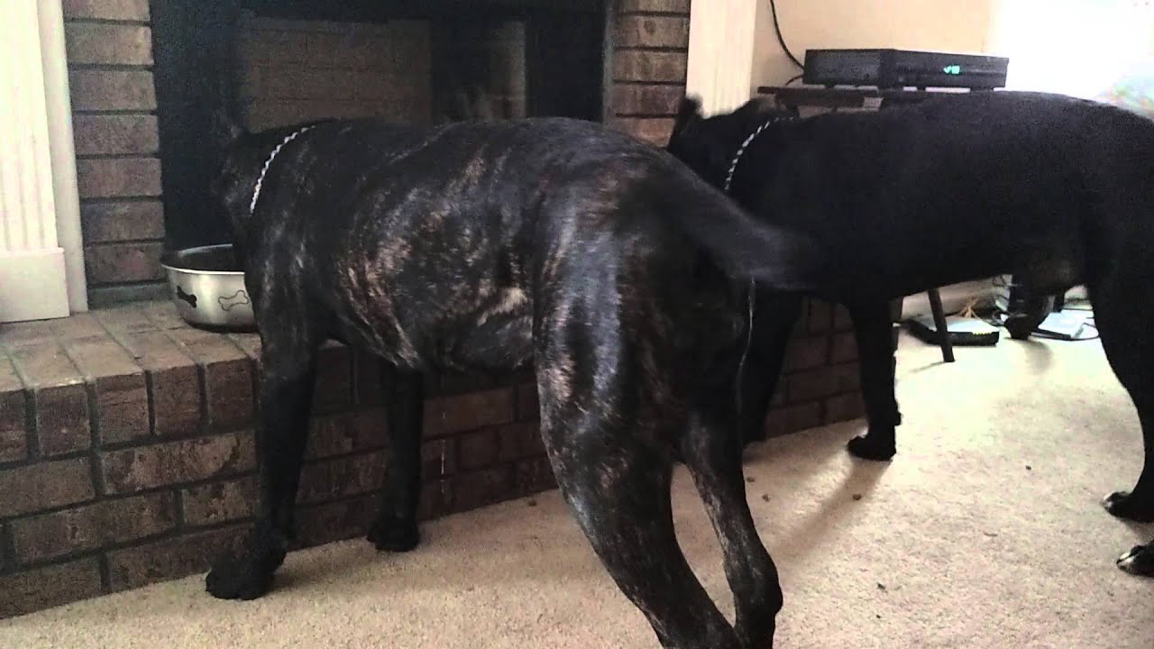 A happy Cane Corso - YouTube