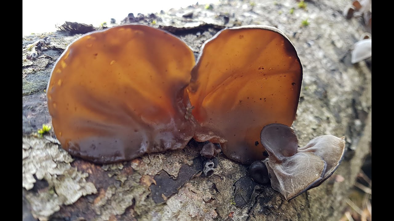 Auricularia auricula-judae / Oreja de Judas - Jelly Ear Fungus ...