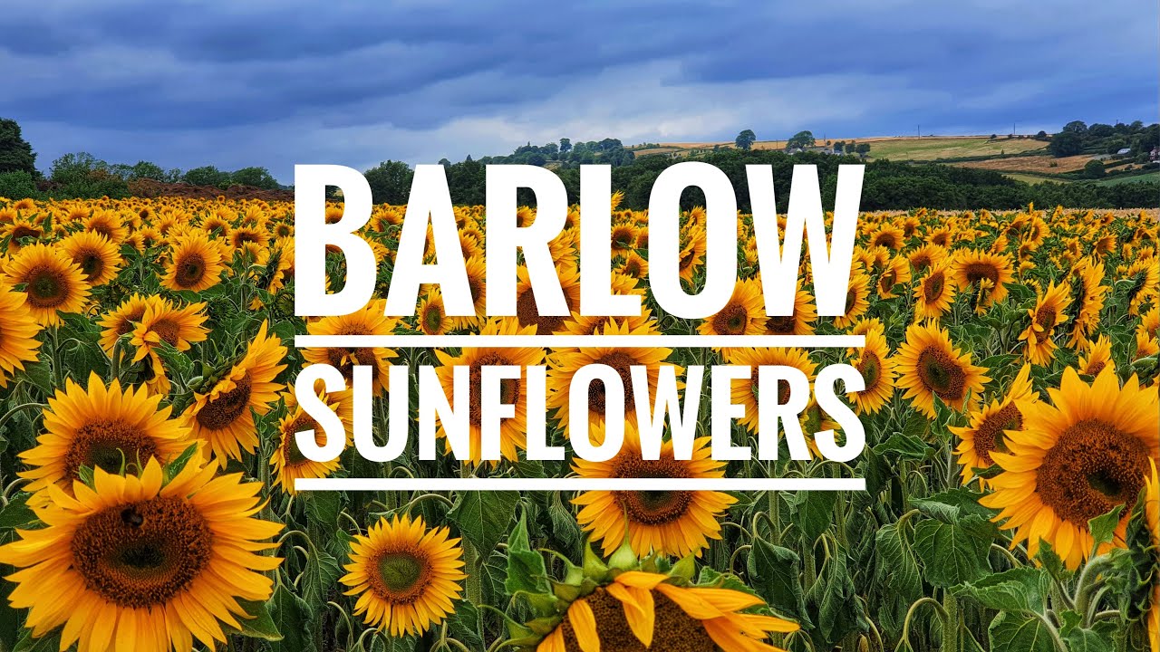 Static 360 video of the Sunflower Fields in Barlow - YouTube