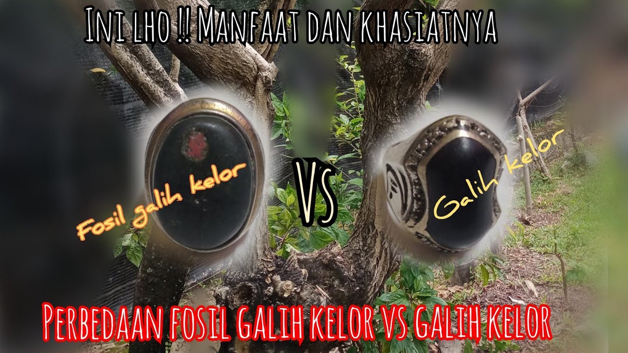 💥Ini lho‼️manfaat /khasiat dan perbedaan antara fosil galih kelor ...