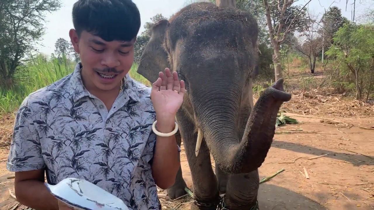 เละ!! ทำไมหูตึง พลายบัวบานไม่เคยสะอาด bua ban elephant *-* - YouTube