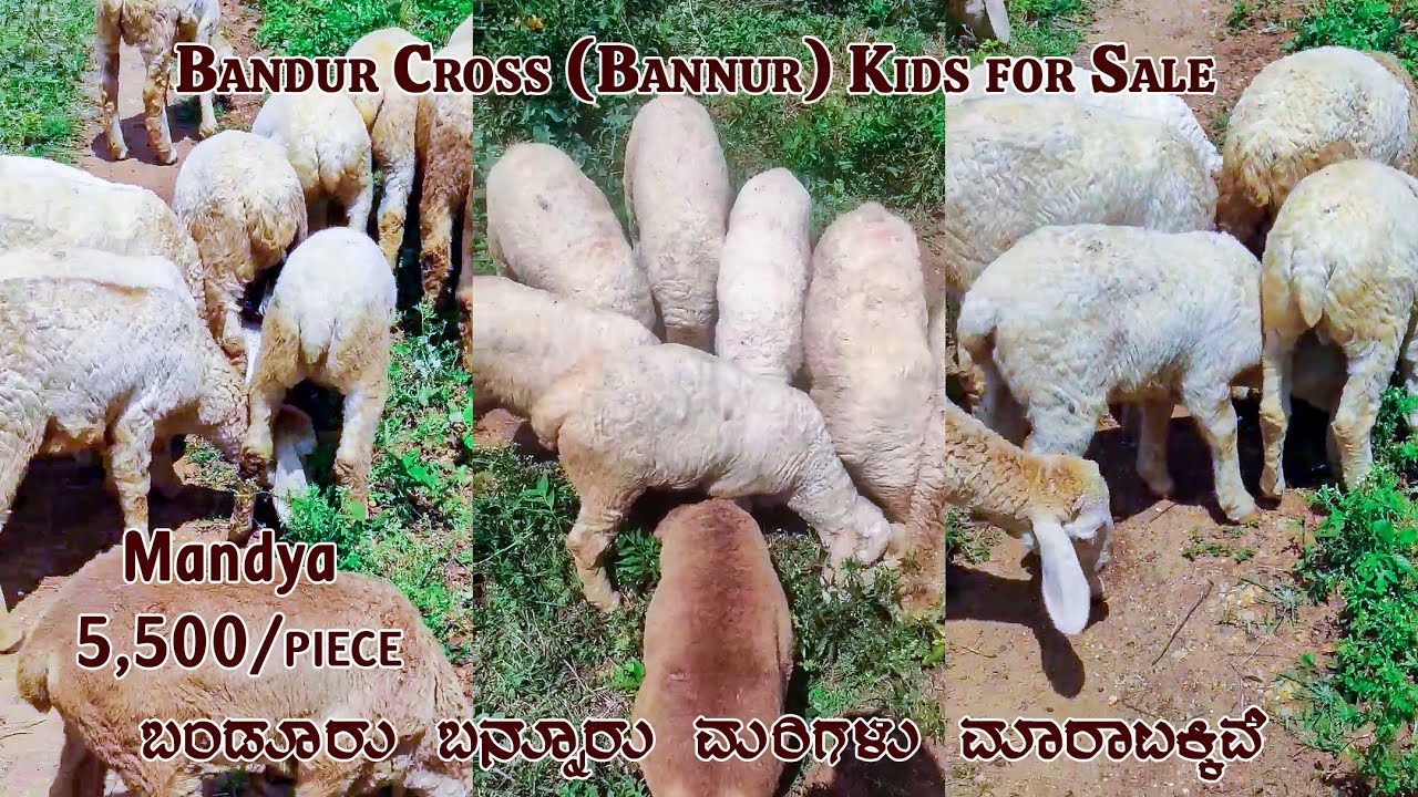 Bandur (Bannur) Cross Sheep Kids for Sale at Mandya Karnataka - YouTube