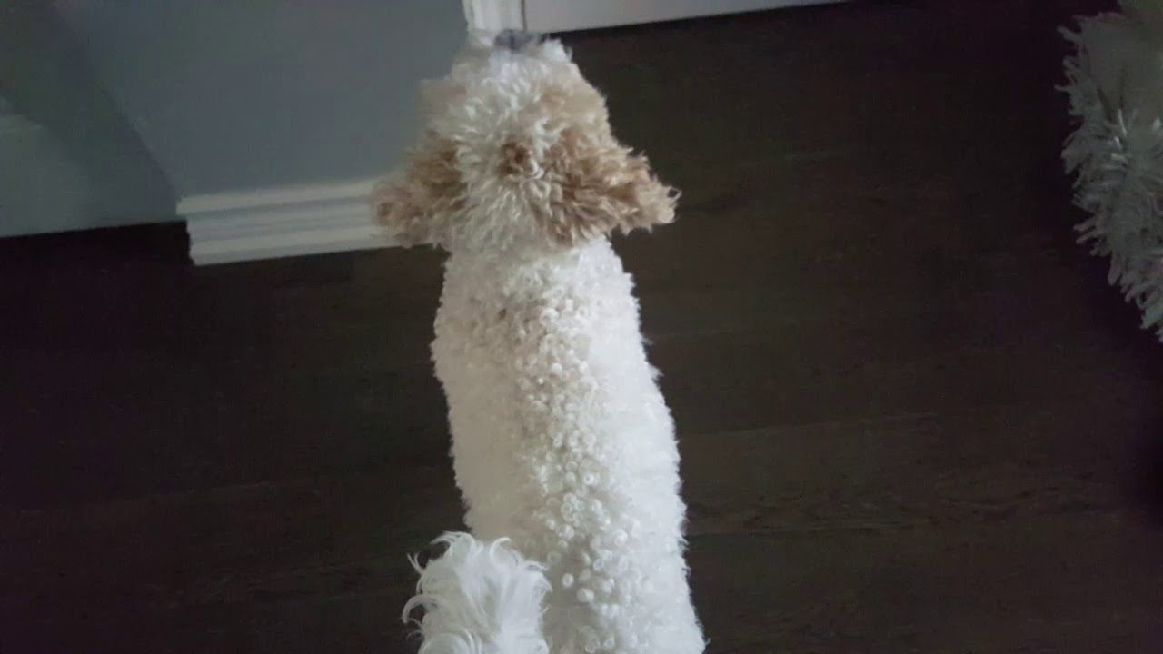 Shine thunder - YouTube