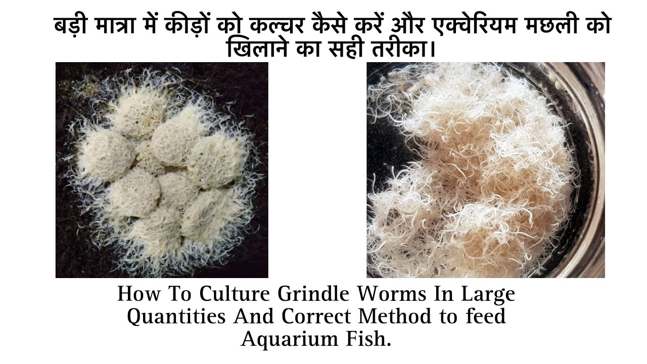 Best live feed for your aquarium fish /How to culture grindal worms ...