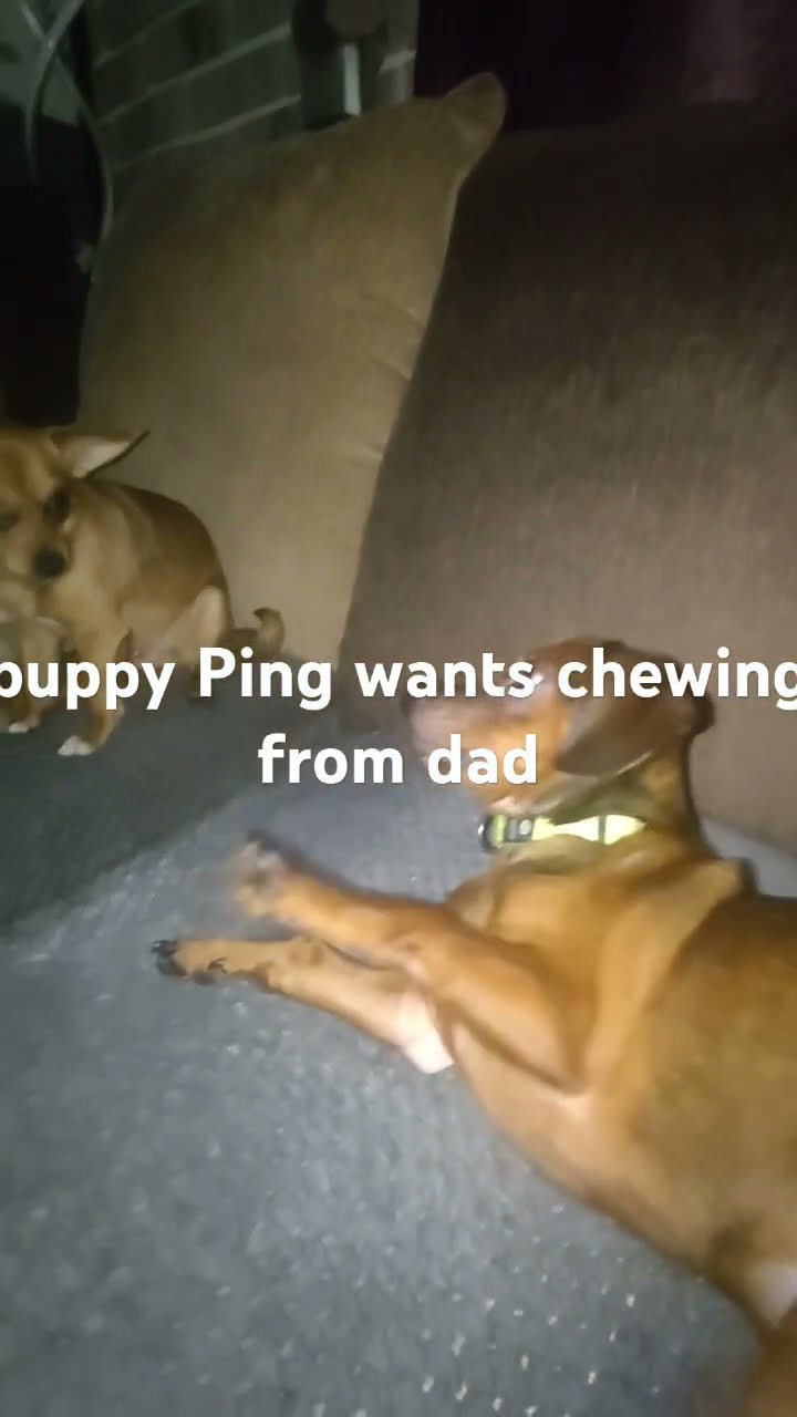 puppy Ping wants chewing from dad - YouTube