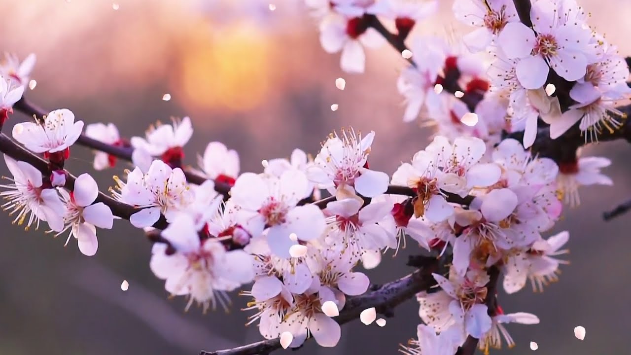 Peaceful Music, Relaxing Music, Instrumental Music "Peaceful Spring ...