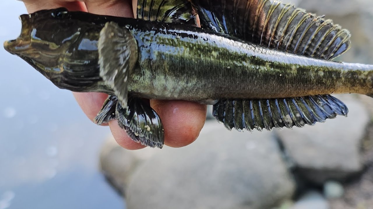 İLGİNÇ BALIK AVI FİSHİNG AMAZON - YouTube