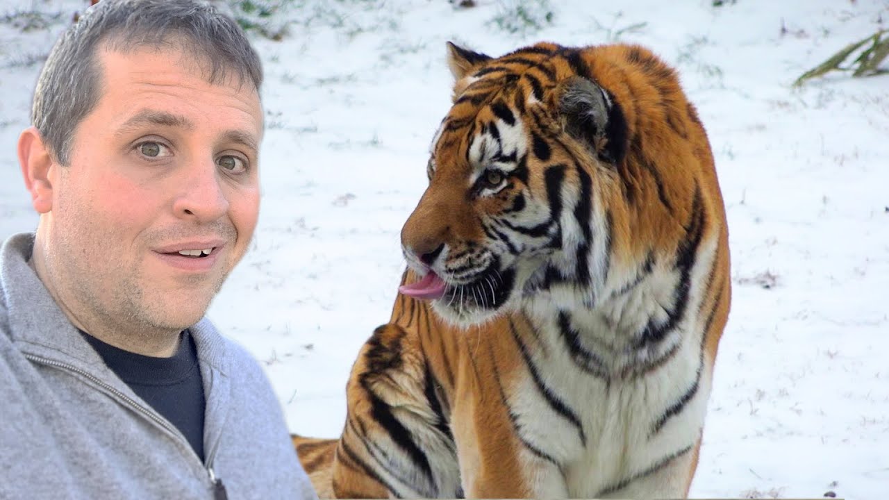 We're getting TIGERS on the Farm - YouTube