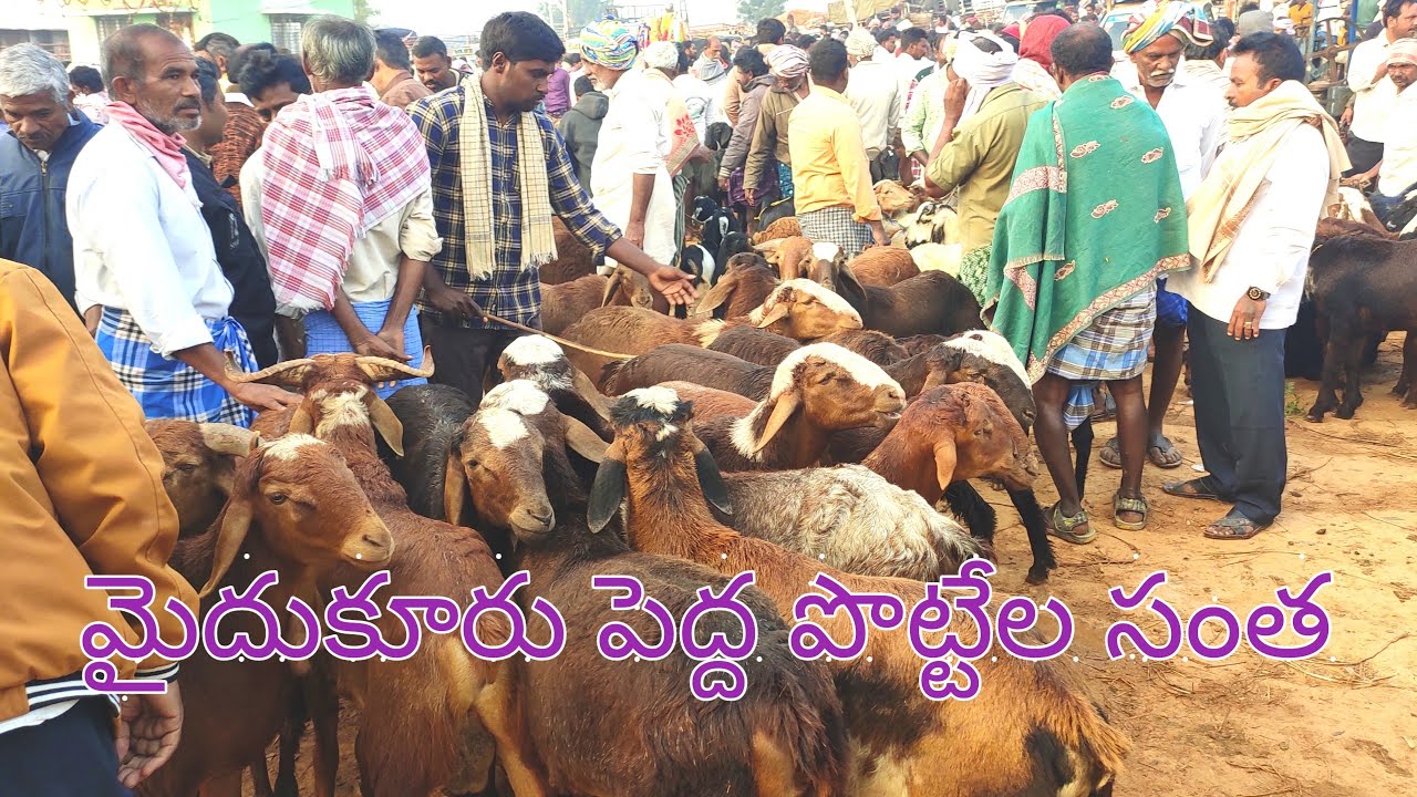 mydukur big rams market మైదుకూరు పెద్ద పొట్టెల సంత 24/12/2022 - YouTube