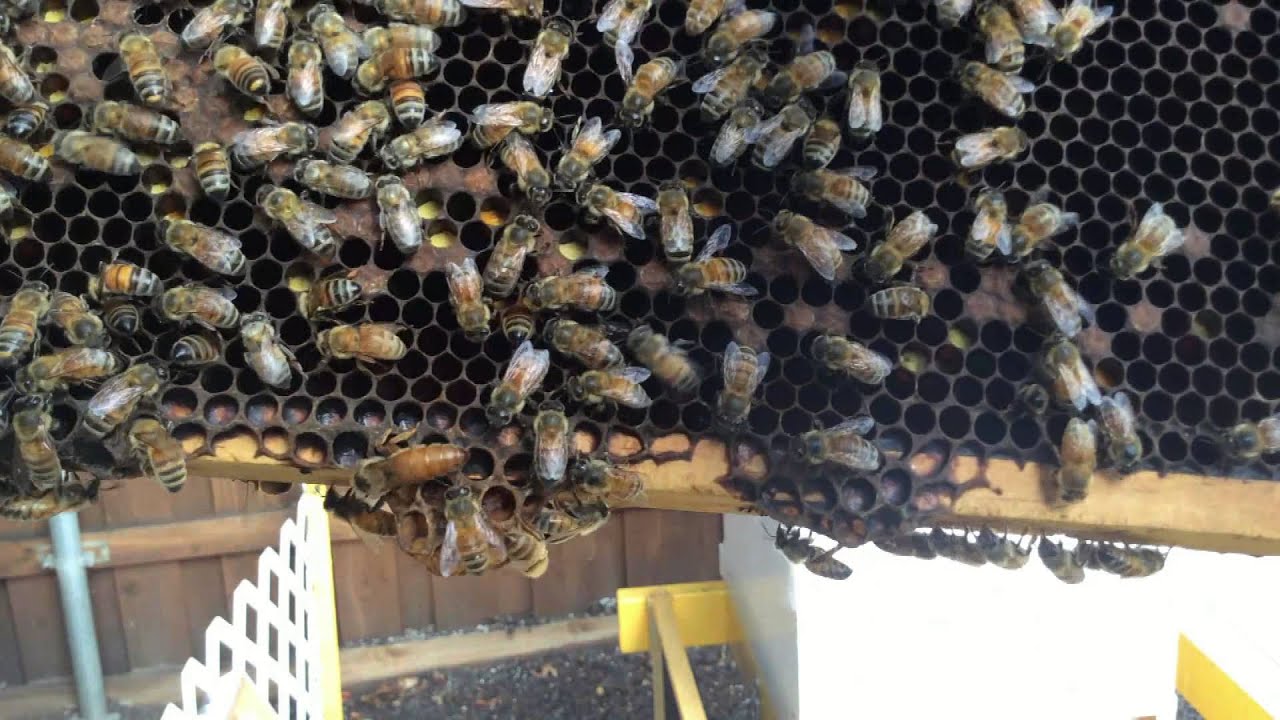 Beekeeping - Late September Inspection - YouTube