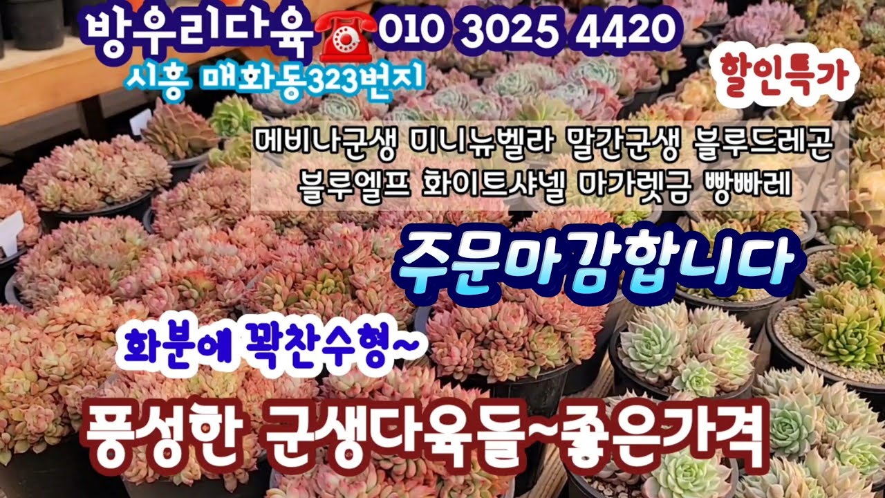 주문마감 화분에 꽉찬다육군생들 집합인기품종 득템기회마가렛금군생 블루엘프 블루드레곤 메비나군생 팅커벨 핫한화이트샤넬군생등