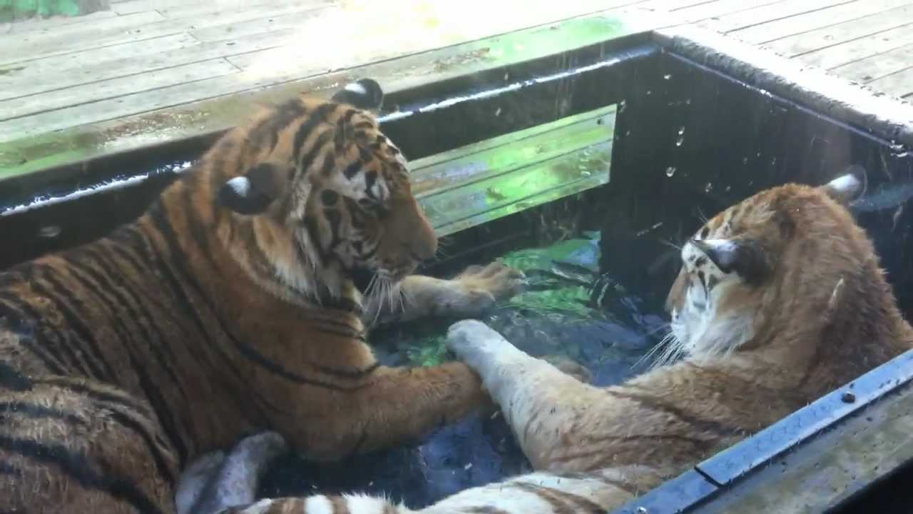 Tigers in Barefoot Landing, SC - YouTube