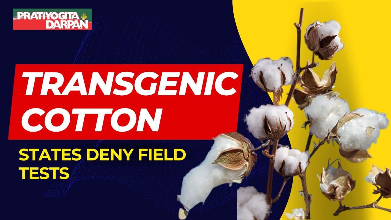 Transgenic Cotton Seed (GMO): Field Test Uncertain in Gujarat ...