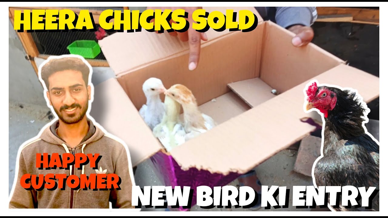 HEERA Aseel chicks sale ho gaye | New Surprise bird for my subscribers ...