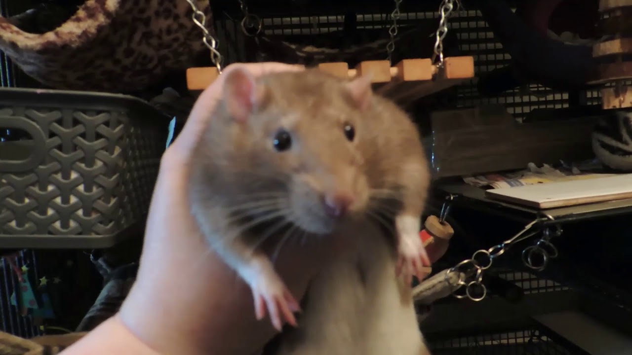 The Red Dwarf Rats Are Free Ranging Again! - YouTube