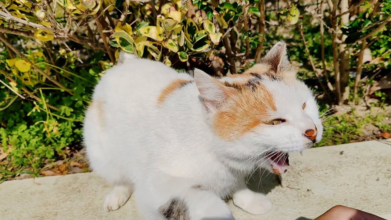 Angry calico cat hissed at everyone and bit me - YouTube