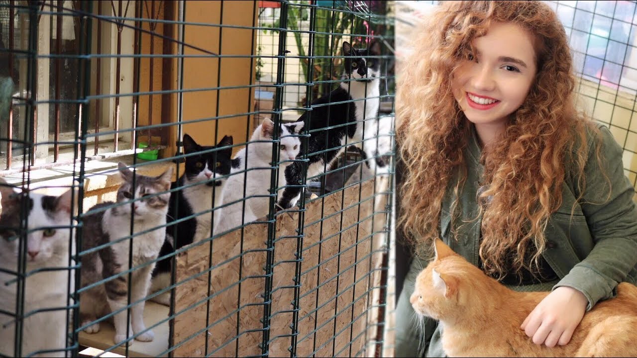 20 Kedi Sahibi İle Röportaj | Mercan Atay - YouTube