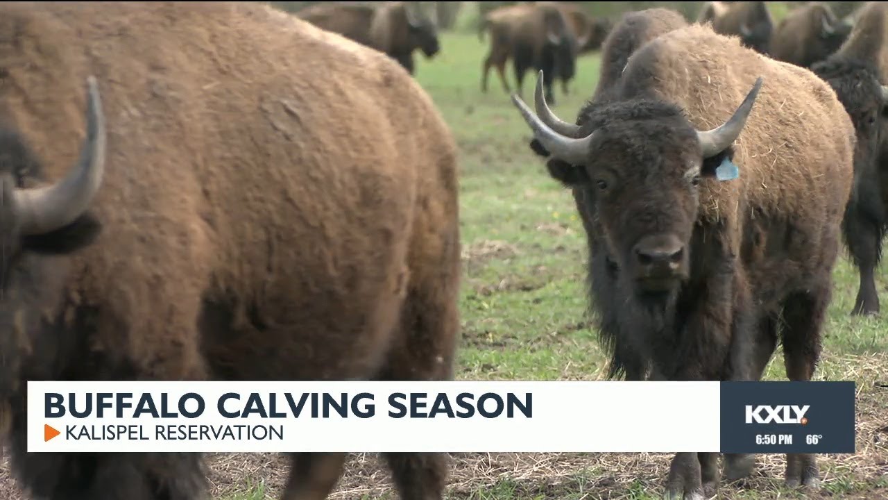 Buffalo calving season - YouTube