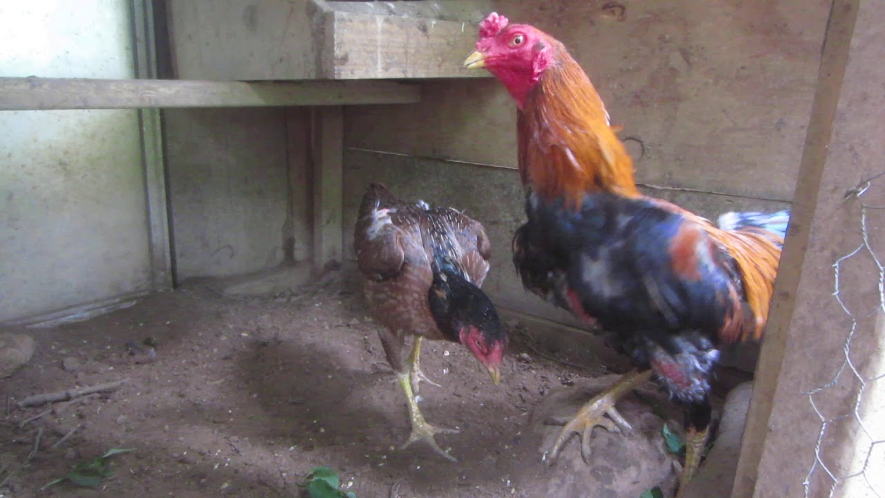 Pairing Saigon Rooster with Pakistani Hen - YouTube