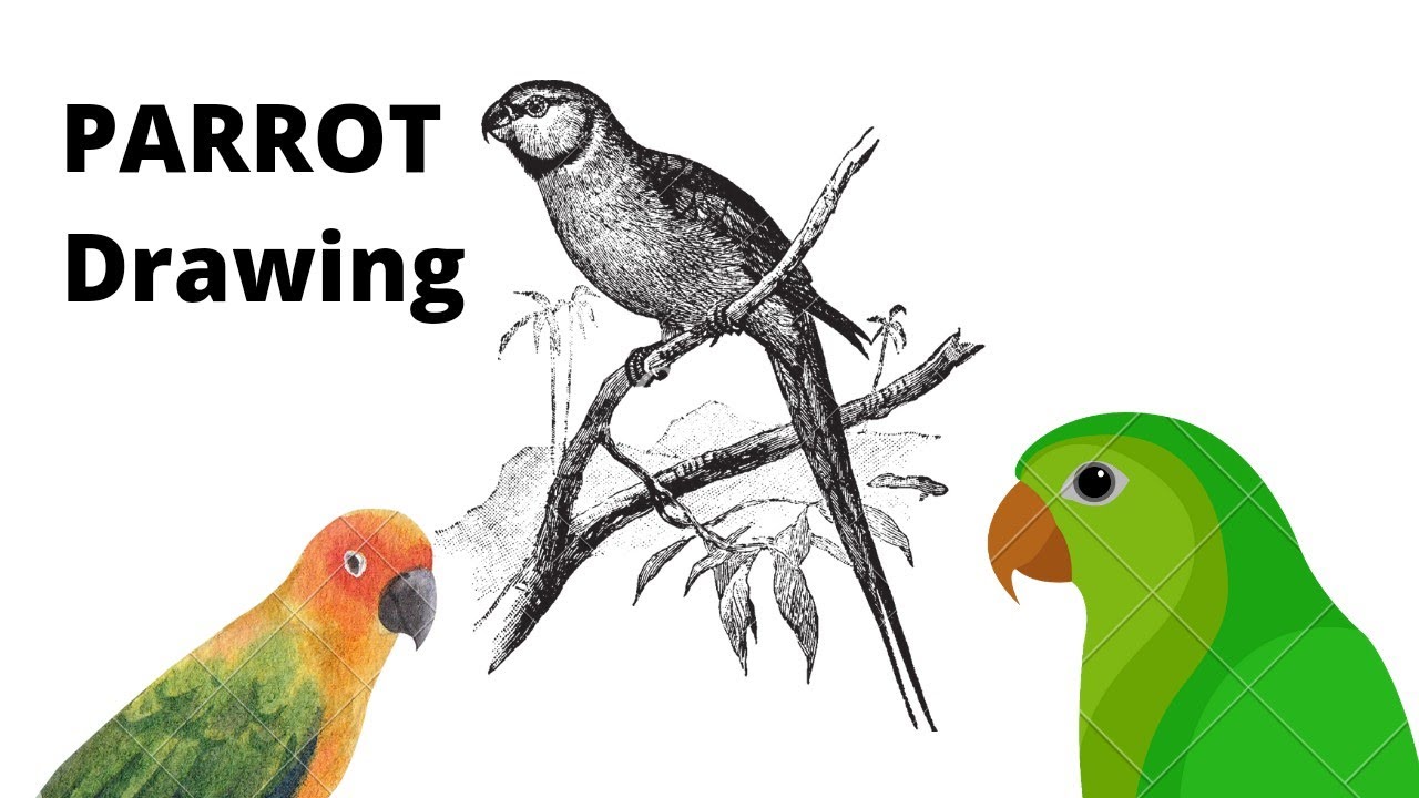 How to draw a Bird/ Bird drawing lesson Step By Step / Bird drawing ...