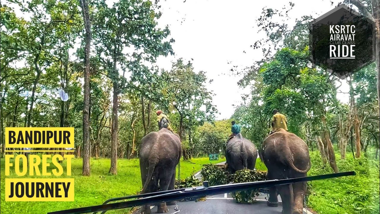 KSRTC AIRAVAT CLUB CLASS RIDE through Bandipur & Mudumalai Forest ...