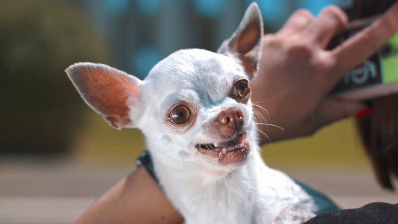 Jeep – Zooppa finalist video | Same Spirit, New Track - YouTube