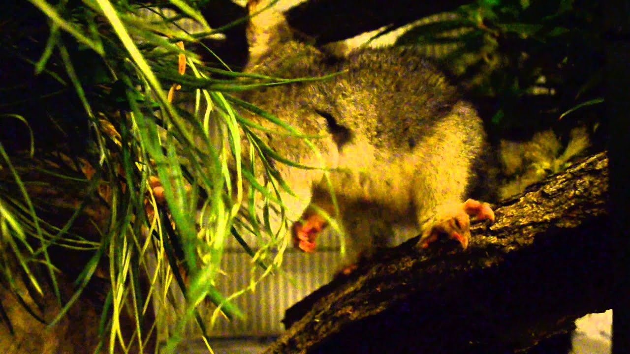 Tai (Common Brushtail Possum joey) - flower - YouTube