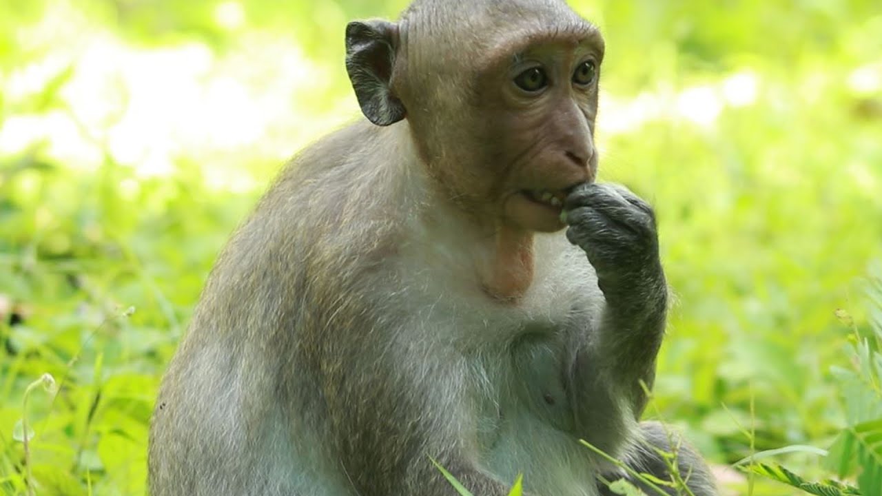 Monkey monkey walking with vikki monkey todayon Sep11,2022,G-Maz..665..Amber - YouTube