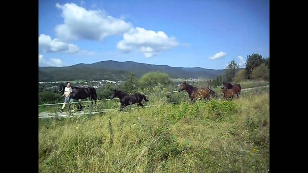 Kabardian mares and foals - YouTube