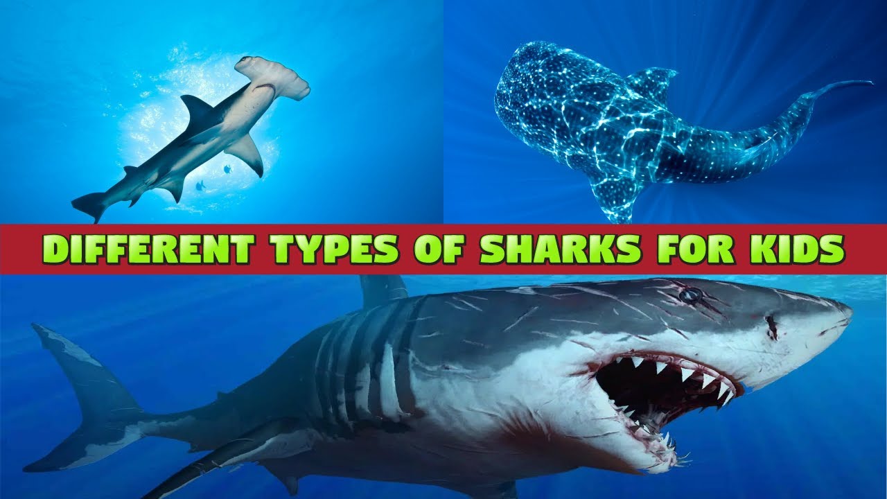 Sharks for Kids - Different Types of Sharks #sharks #kidsvideo # ...