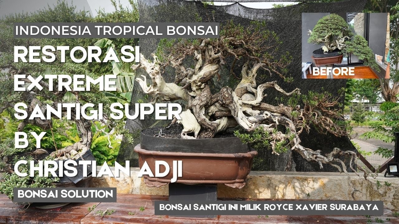 Restorasi extreme bonsai santigi super oleh christian adji - YouTube