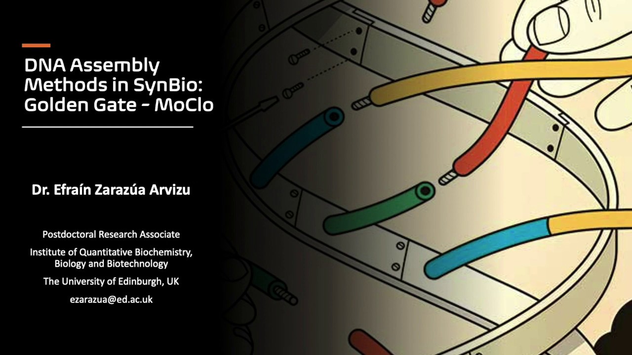 DNA Assembly Methods in SynBio: Golden Gate MoClo - YouTube